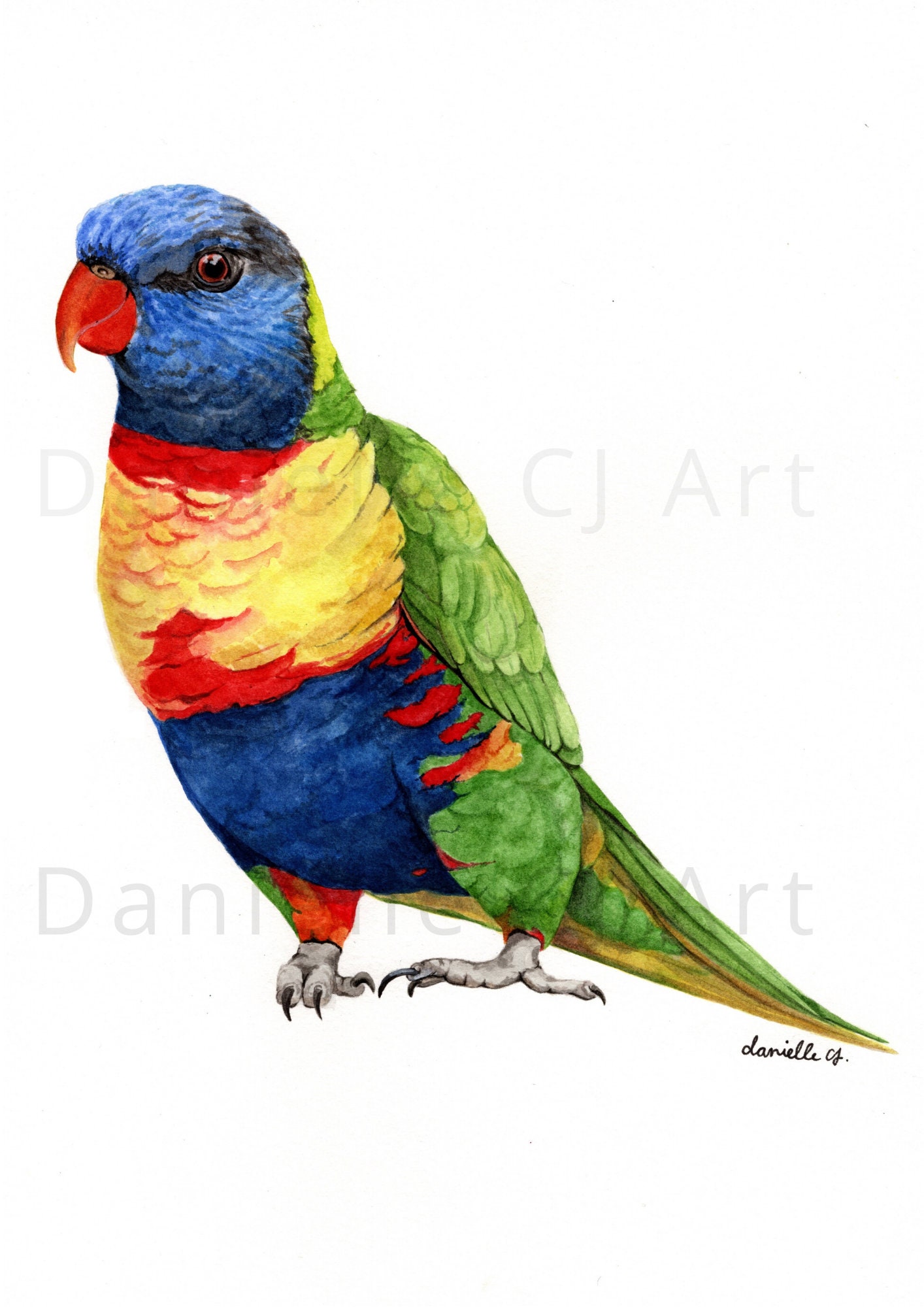 Set of 6 Australian Bird Prints Watercolour Bird Prints | Etsy Australia