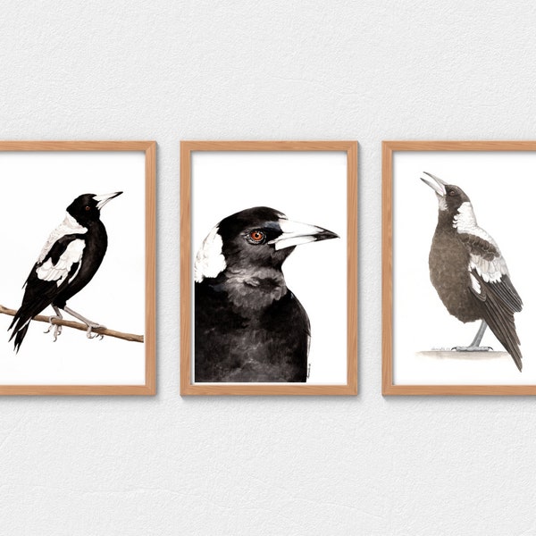 Australian Magpie - Etsy Australia