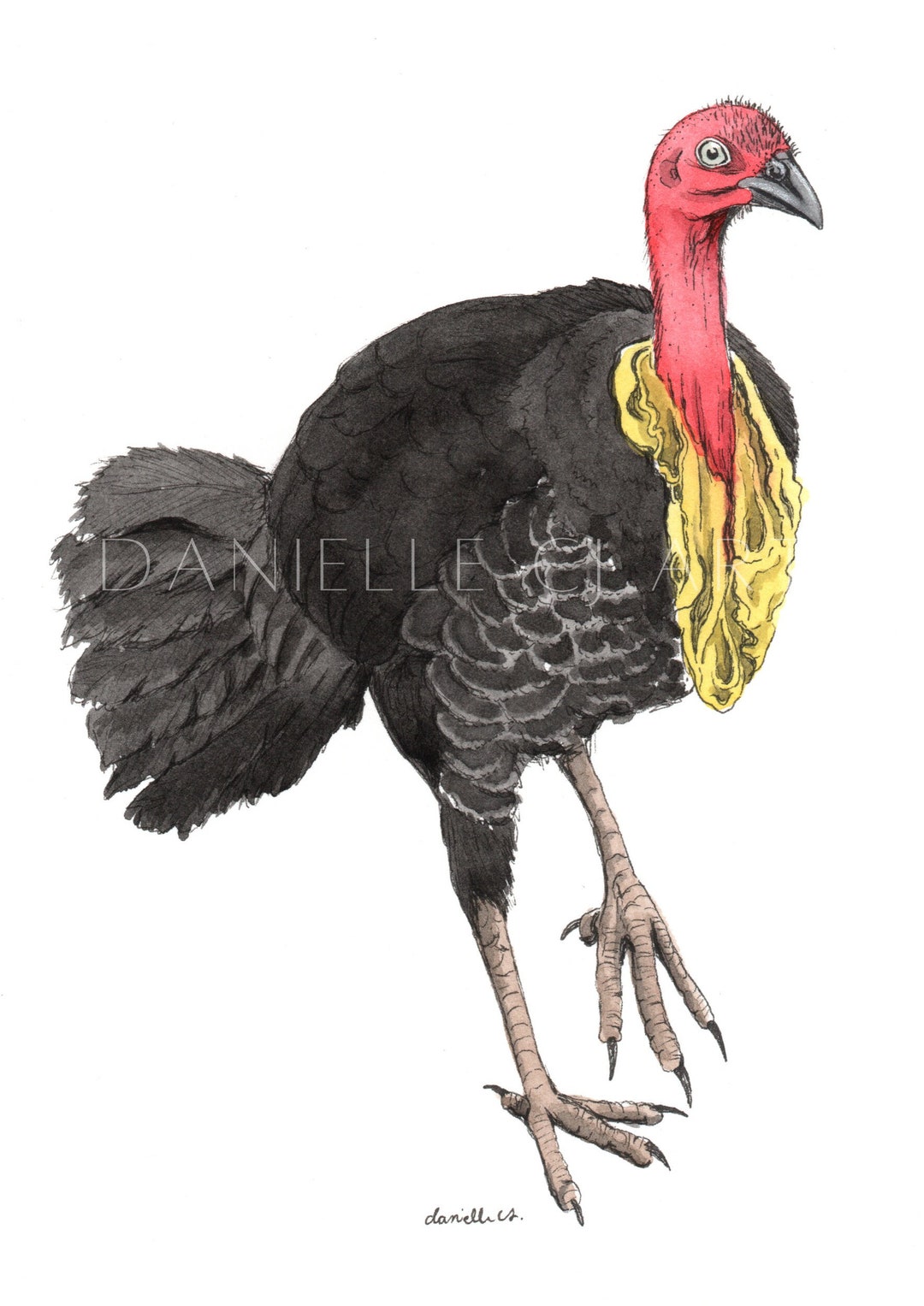 Digital Download Australian Brushturkey Artwork - Watercolour Bush ...