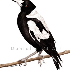 Watercolour Australian Magpie Print - Native Australian Bird Artwork ...