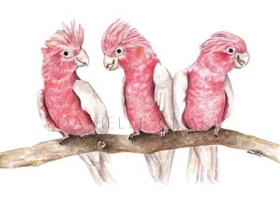 Digital Download Watercolour Galah Artwork Australian - Etsy Australia