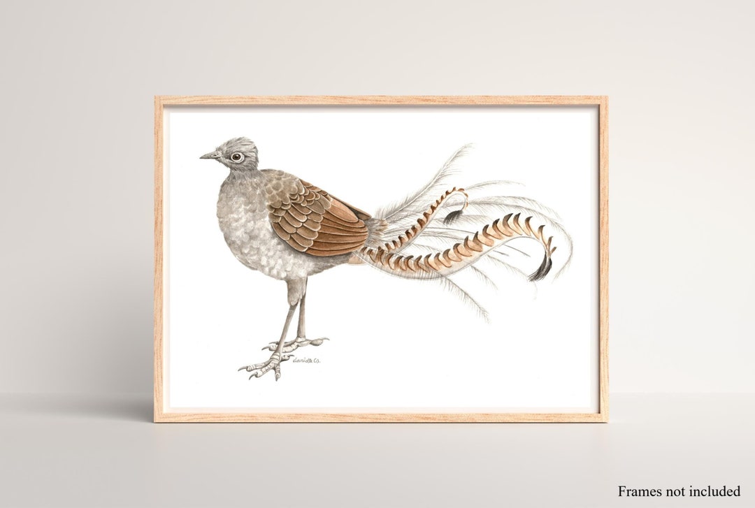 Watercolour Superb Lyrebird Print - Australia Bird Artwork - Etsy