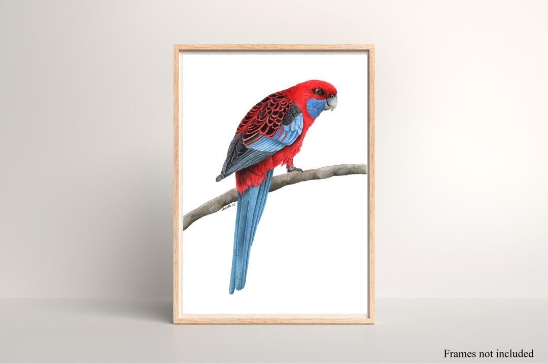 Watercolour Australian Crimson Rosella Print - Native Australian Bird ...