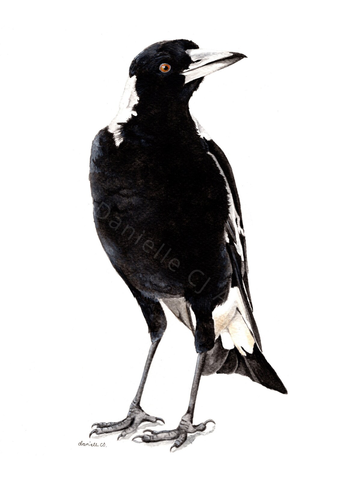 Set of Three Watercolour Magpie Prints Magpie Bird Print - Etsy Australia