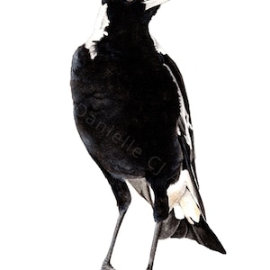 Set of Three Watercolour Magpie Prints - Native Australian Bird Art ...