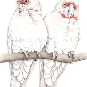 Watercolour Long-billed Corellas Print Native Australian Bird Prints ...