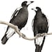 Watercolour Australian Magpie Print - Native Australian Bird Art - Etsy ...