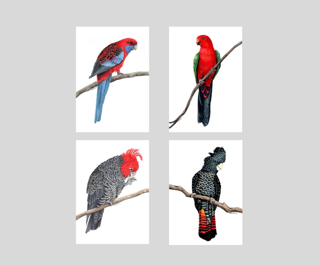 Digital Download - Set of 4 Watercolour Vibrant Australian Bird Prints ...