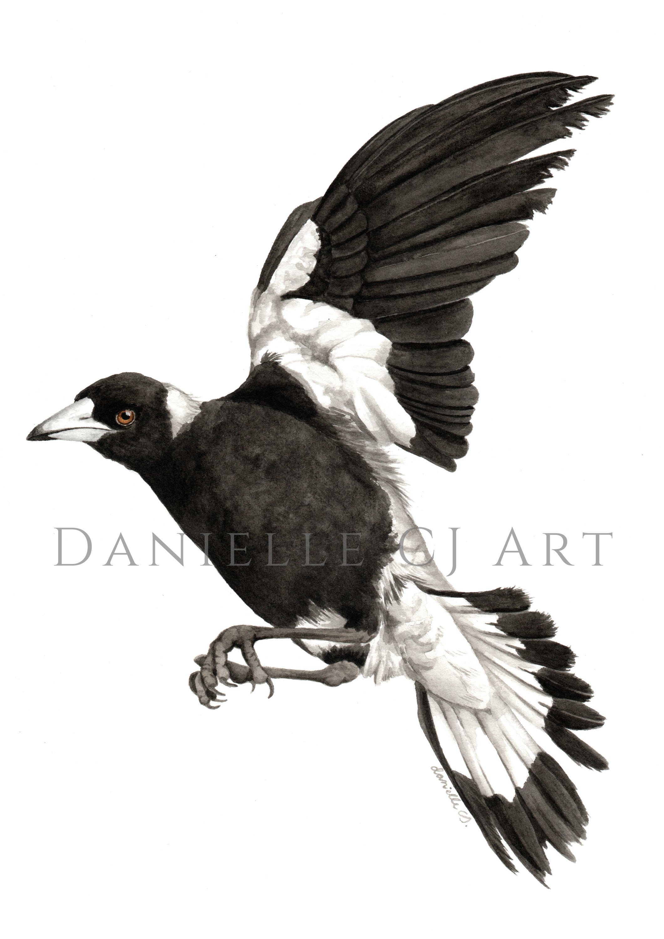 Watercolour Australian Flying Magpie Print - Native Australian Bird ...