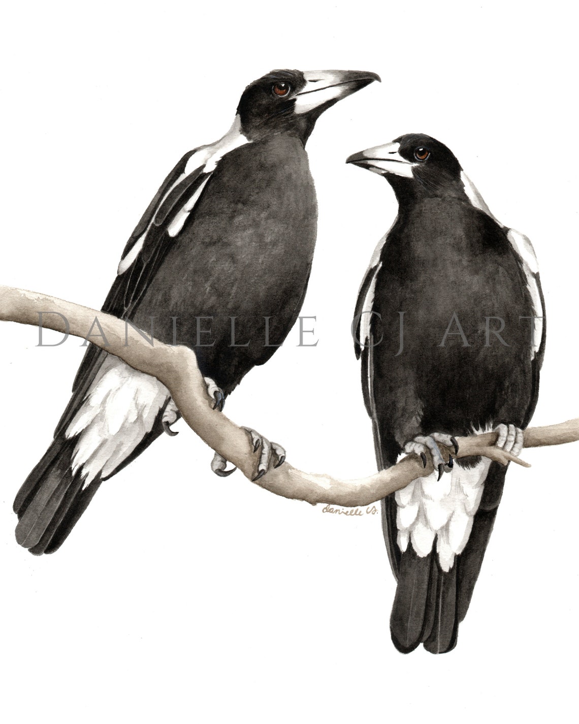 Watercolour Australian Magpie Print - Native Australian Bird Art - Etsy ...
