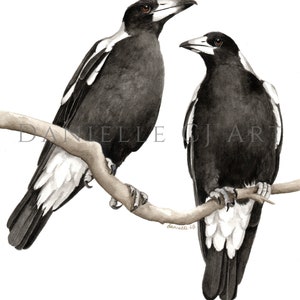 Watercolour Australian Magpie Print - Native Australian Bird Art - Etsy ...