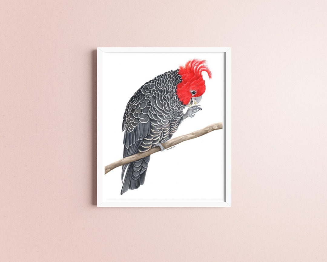 Watercolour Gang Gang Cockatoo Print Native Australian Bird Artwork ...