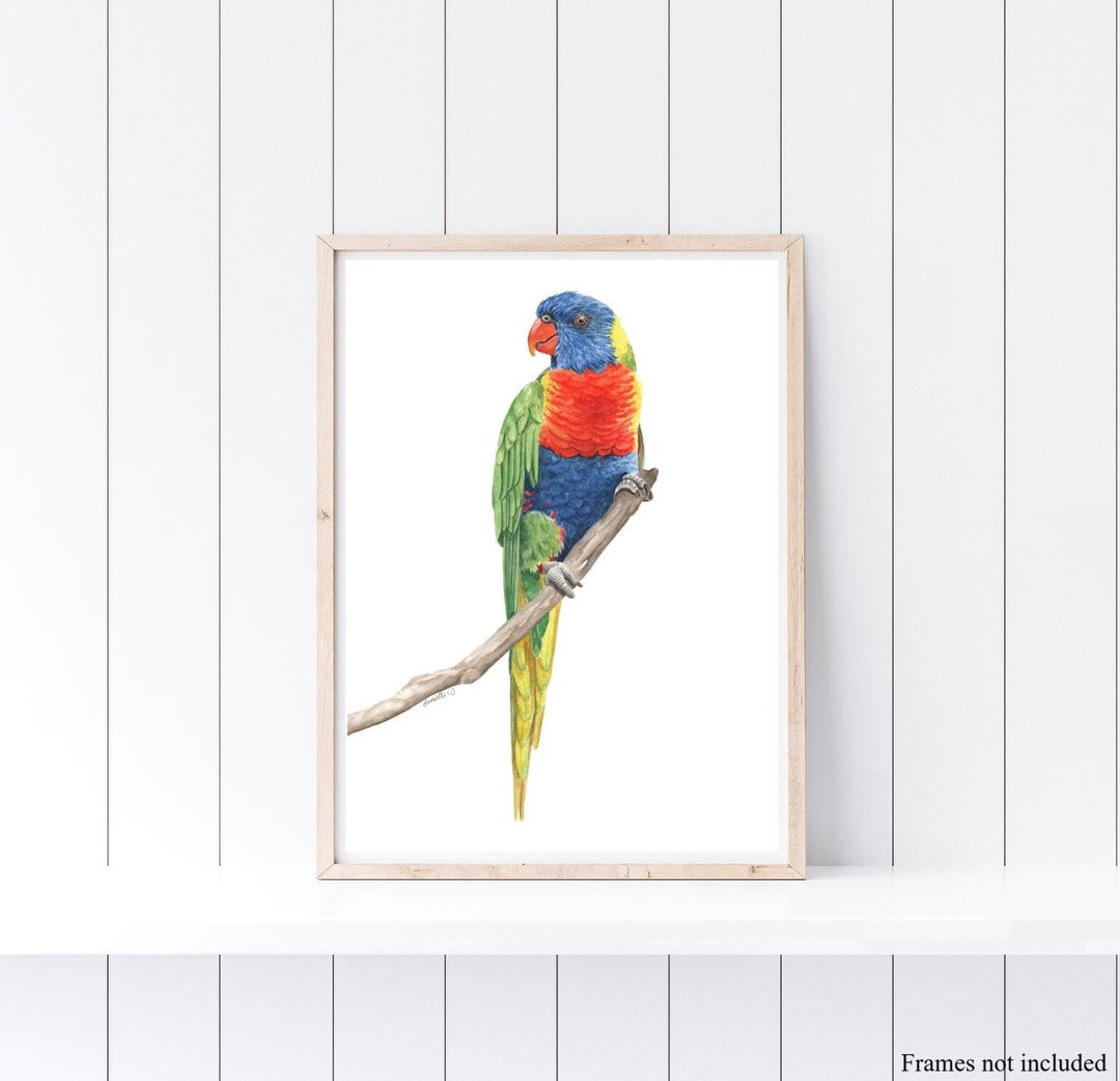 Watercolour Rainbow Lorikeet Print - Australian Bird Art - Etsy