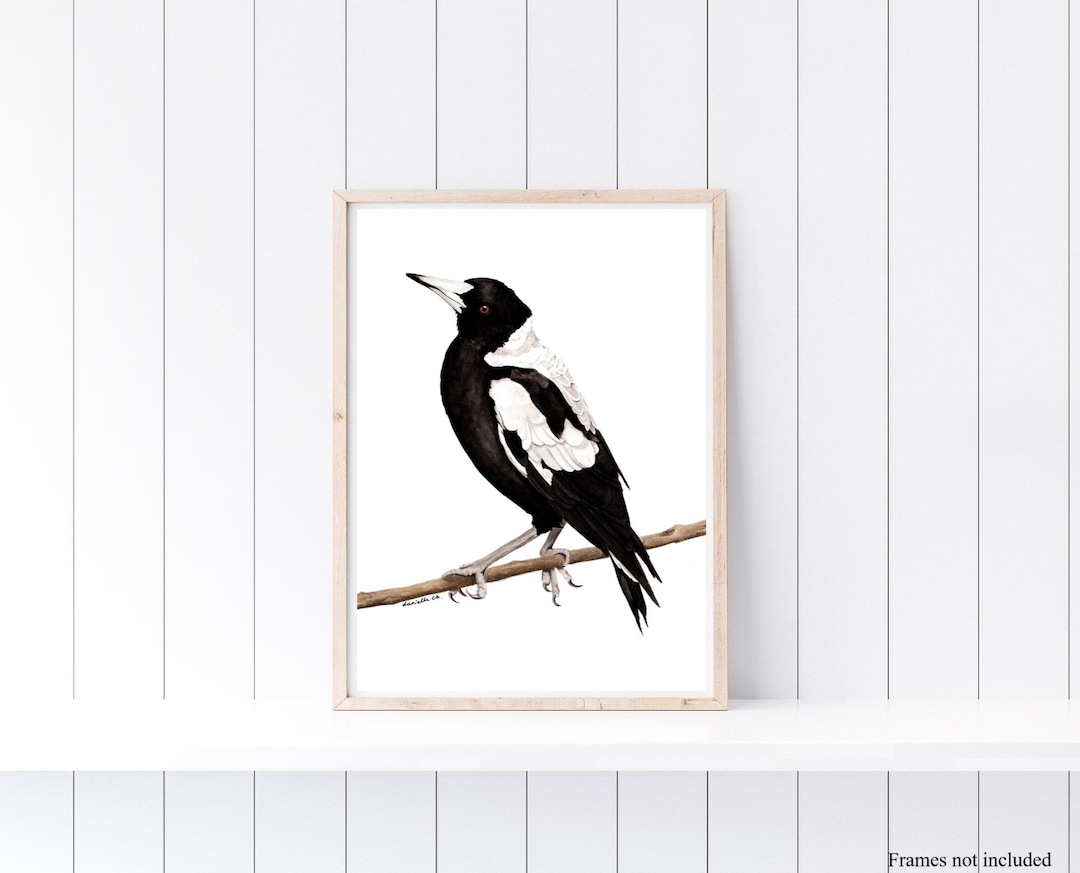 Watercolour Australian Magpie Print - Native Australian Bird Artwork ...
