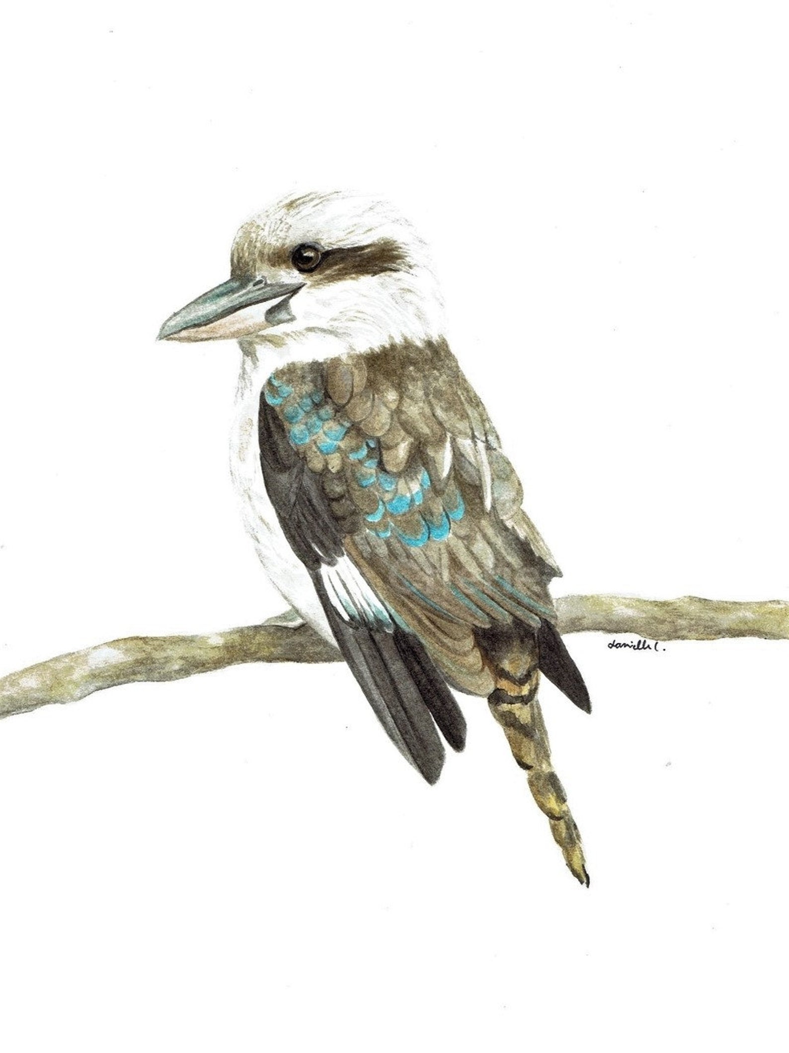 Set of 6 Australian Bird Prints Watercolour Bird Prints | Etsy Australia