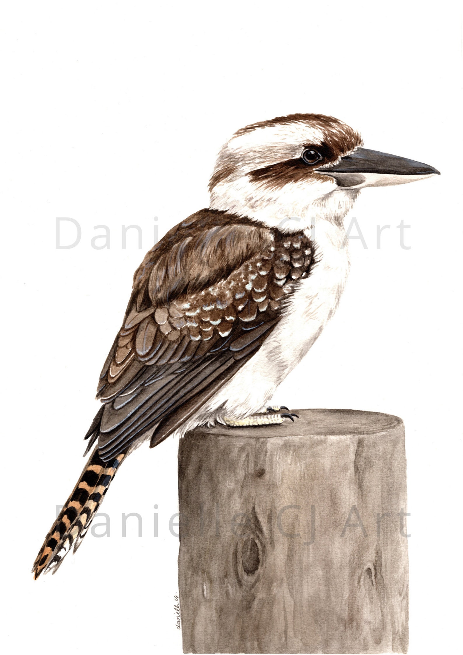 Set of 6 Australian Bird Prints Watercolour Bird Prints - Etsy Australia