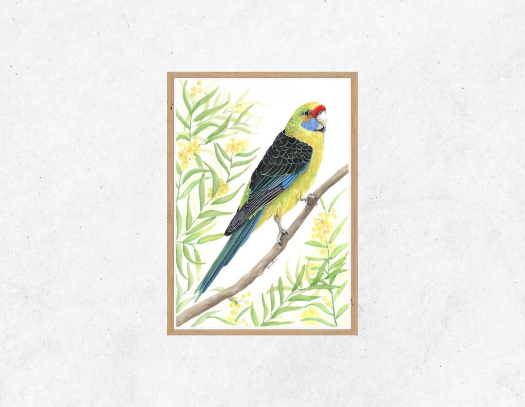 Watercolour Green Rosella and Blackwood Print Native Australian Bird ...