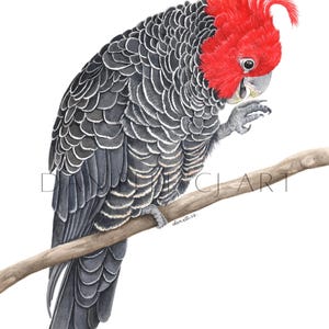 Digital Download - Set of 4 Watercolour Vibrant Australian Bird Prints ...