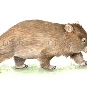 Digital Download Watercolour Wombat Artwork- Australian Animal Prints ...