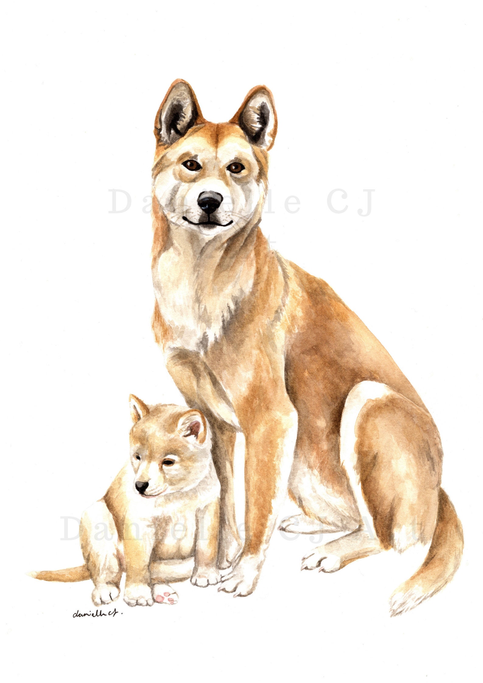Baby Dingo