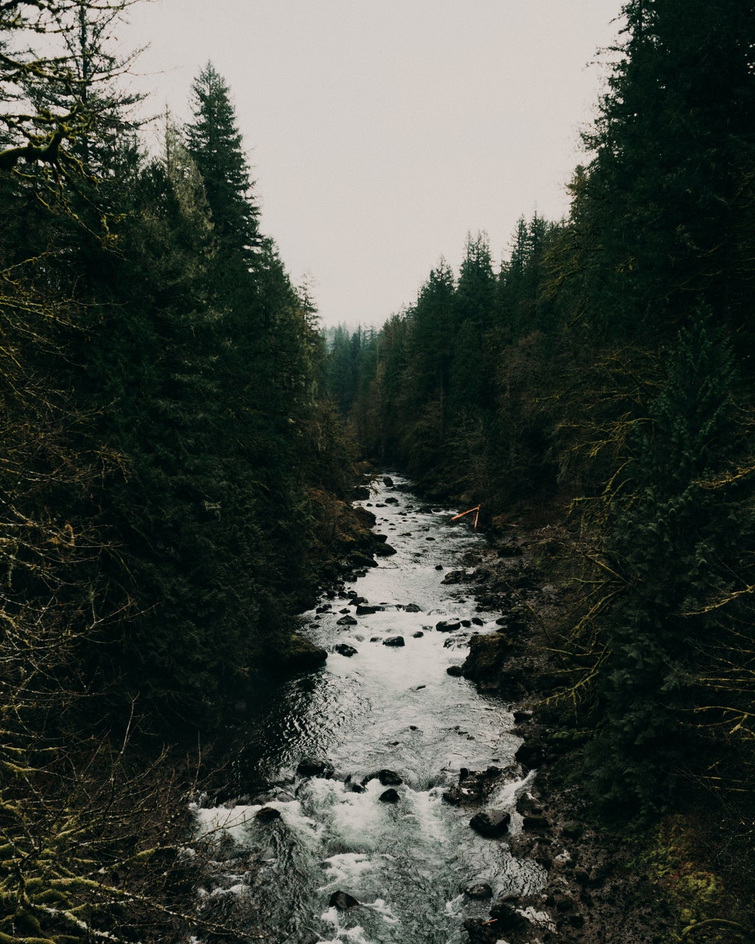 Oregon River Through Forest Fine Art Travel Landscape Photography Print ...