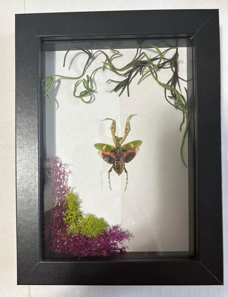 Authentic Insect Specimens Hand Mounted Into Shadow Boxes. May Be Able ...