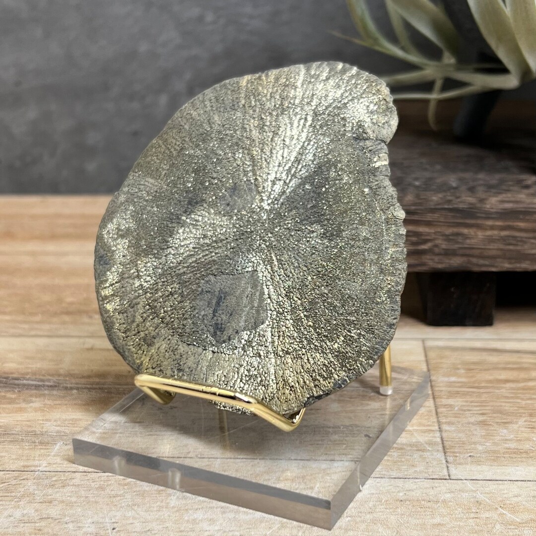 Illinois Pyrite Sun Disk | Mineral Specimen, Miner's Dollar - Etsy