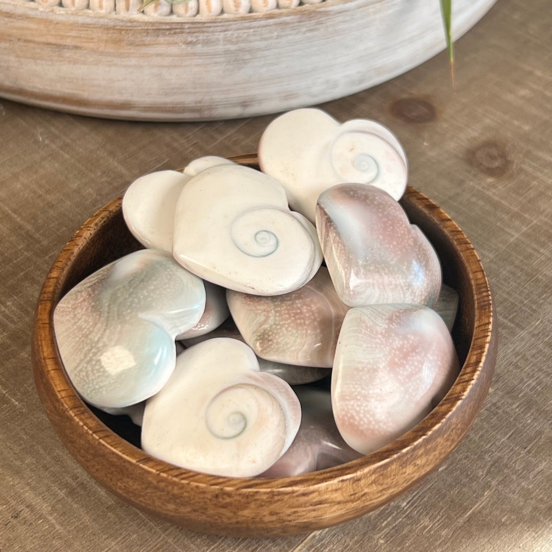 Eye of Shiva Shell Hearts | Shiva Shell | Shiva’s Eye | Operculum Snail ...