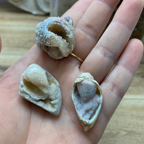 Fossilized Shells - Etsy