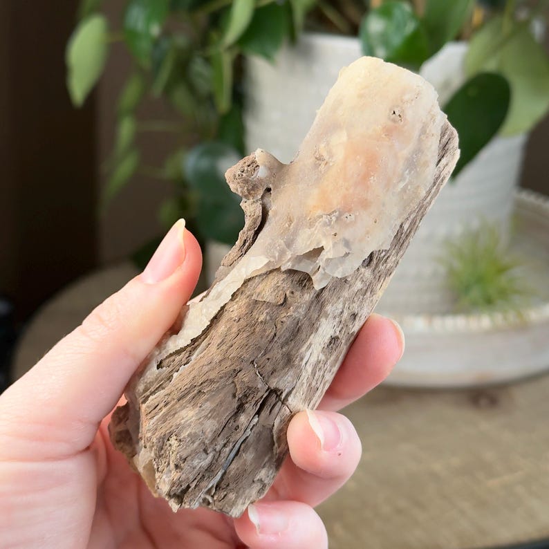 Blue Forest Petrified Wood Limb Cast – Wyoming | Chalcedony & Opal ...