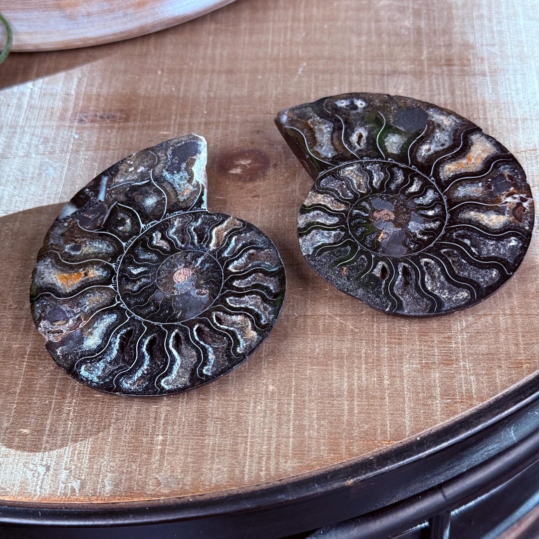 Black Ammonite Fossil Pair Sliced and Polished Ammonite Sparkly Druzy ...