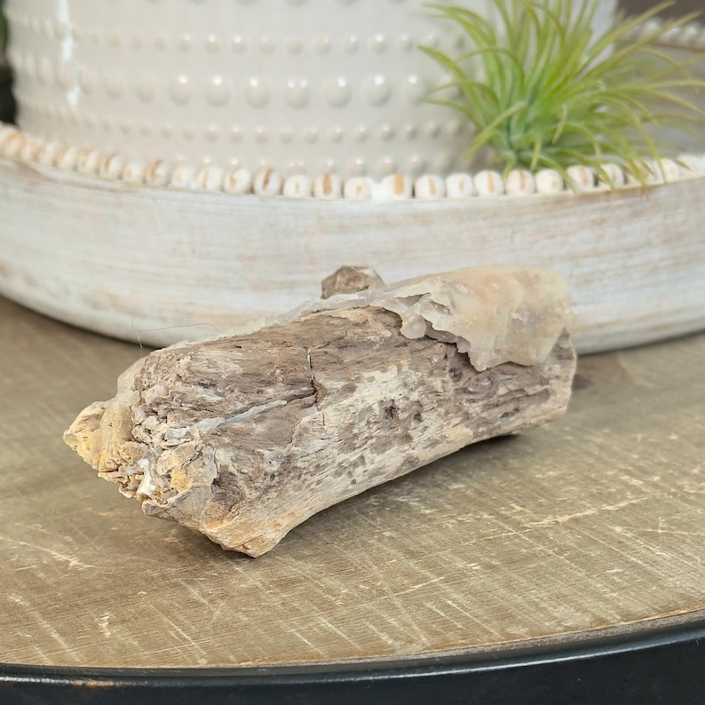 Blue Forest Petrified Wood Limb Cast – Wyoming | Chalcedony & Opal ...