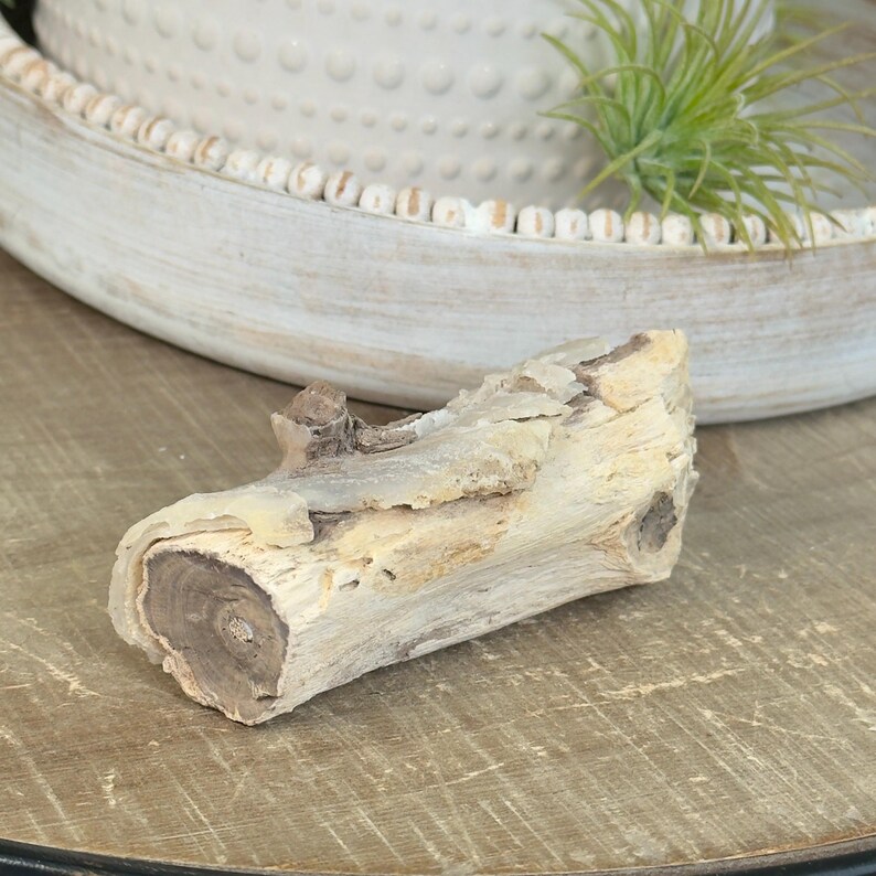 Blue Forest Petrified Wood Limb Cast – Wyoming | Chalcedony & Opal ...