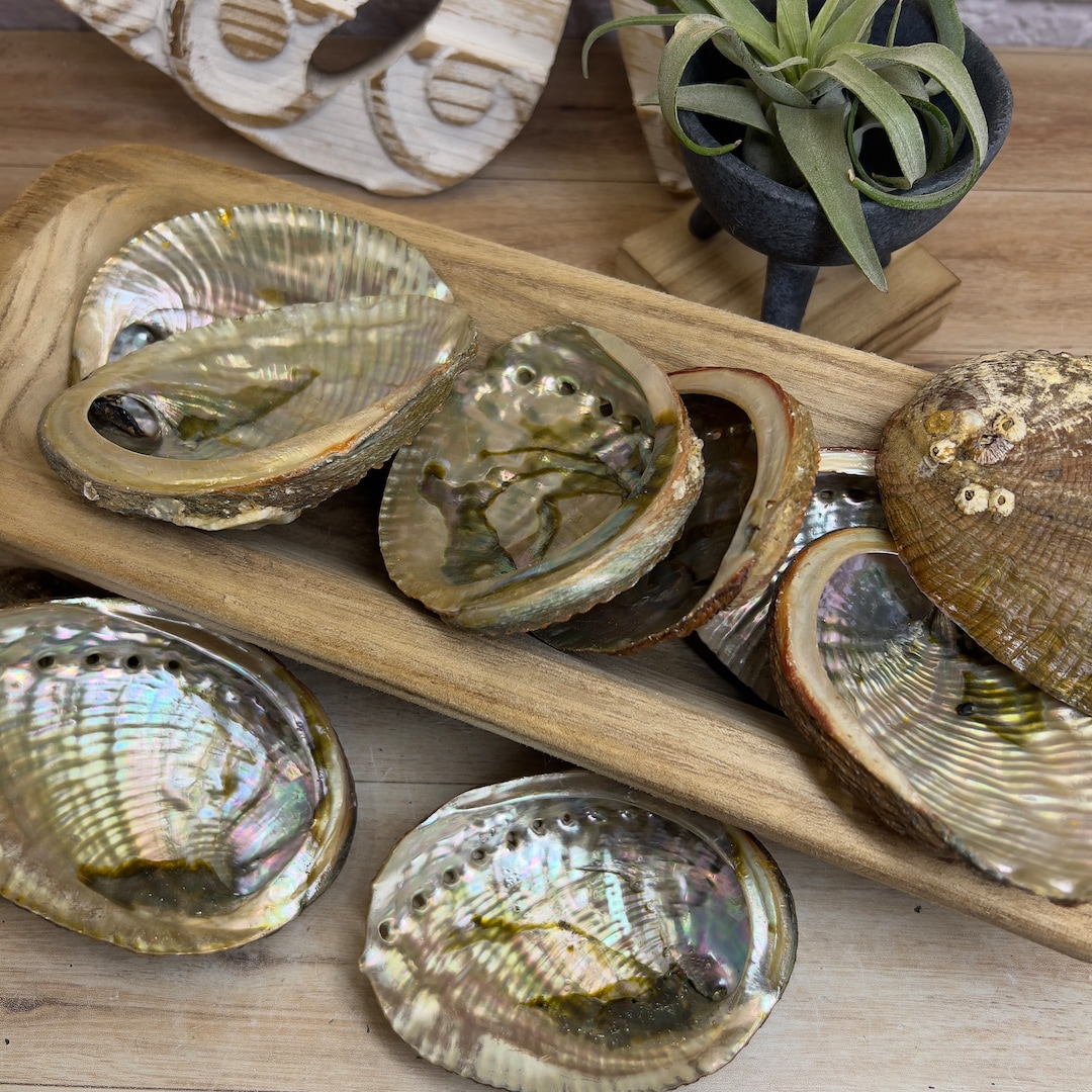 Abalone Shells | Shell | Decorative Natural Shell From Mexico | Sea ...
