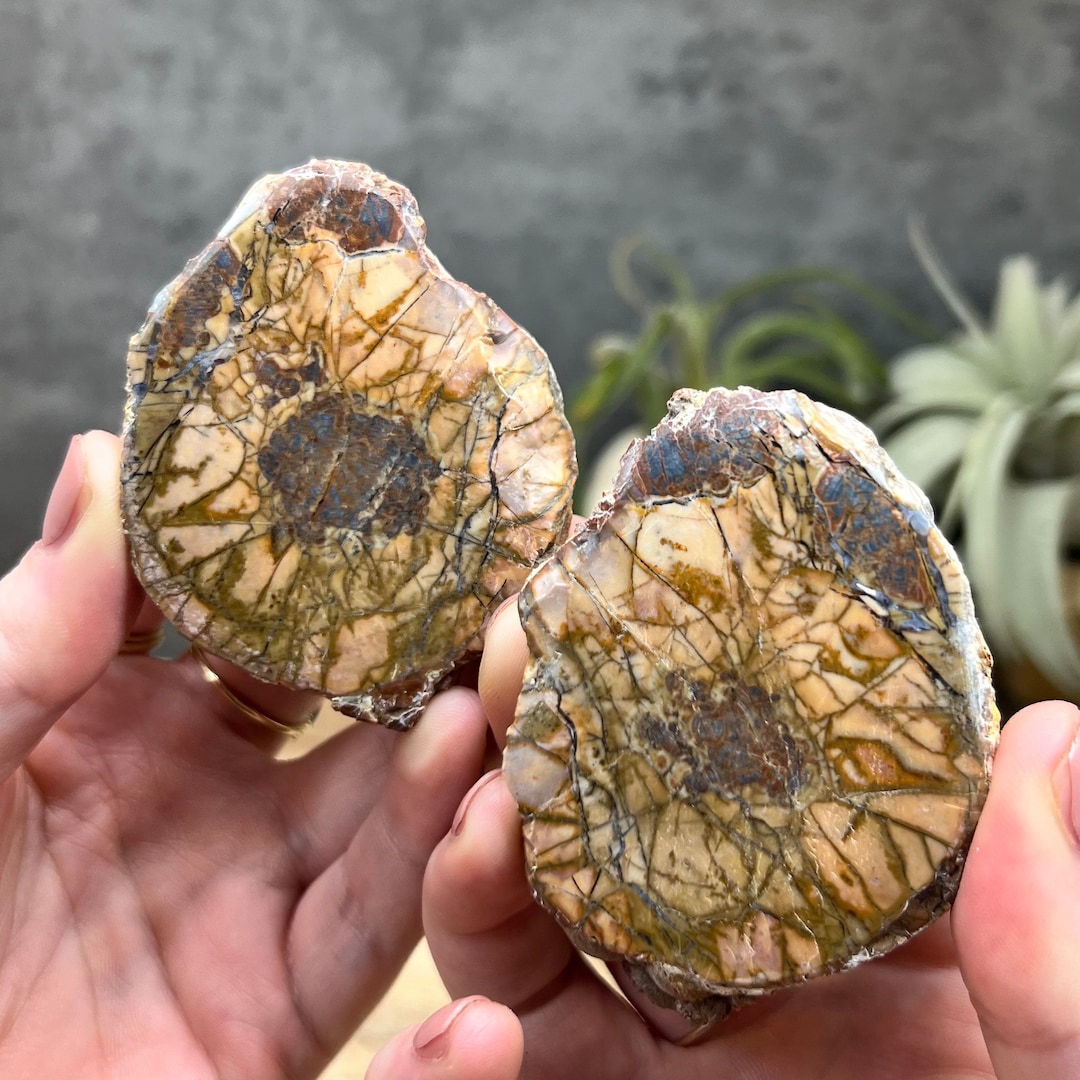 Cold Mountain Thunderegg Agate Pair | 2 Pcs | Polished Nodule | Mexican ...