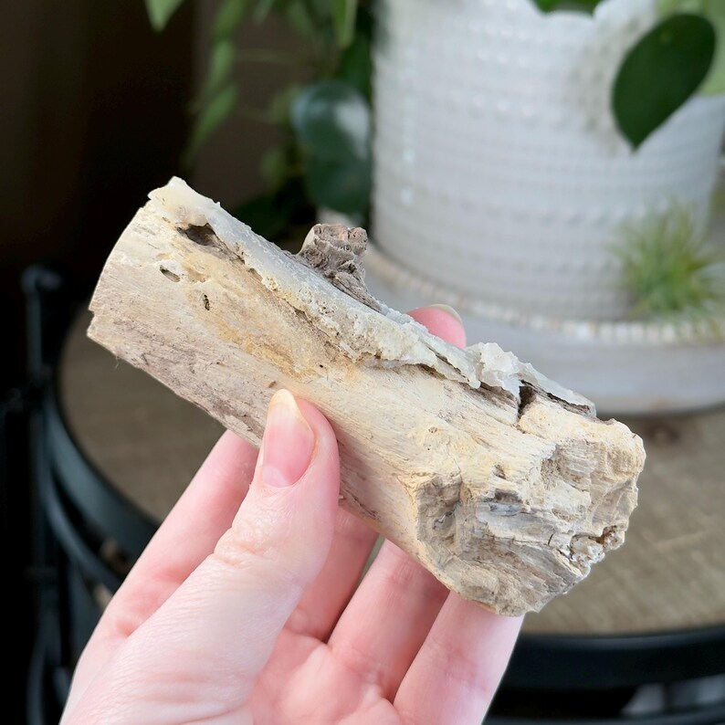 Blue Forest Petrified Wood Limb Cast – Wyoming | Chalcedony & Opal ...
