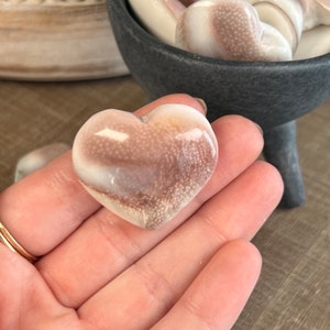 Eye of Shiva Shell Hearts Shiva Shell Shivas Eye Operculum Snail Shell ...