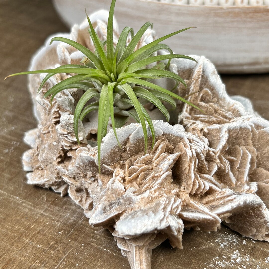Desert Rose Cluster Candle Holder/air Plant Holder | Gypsum Mineral ...