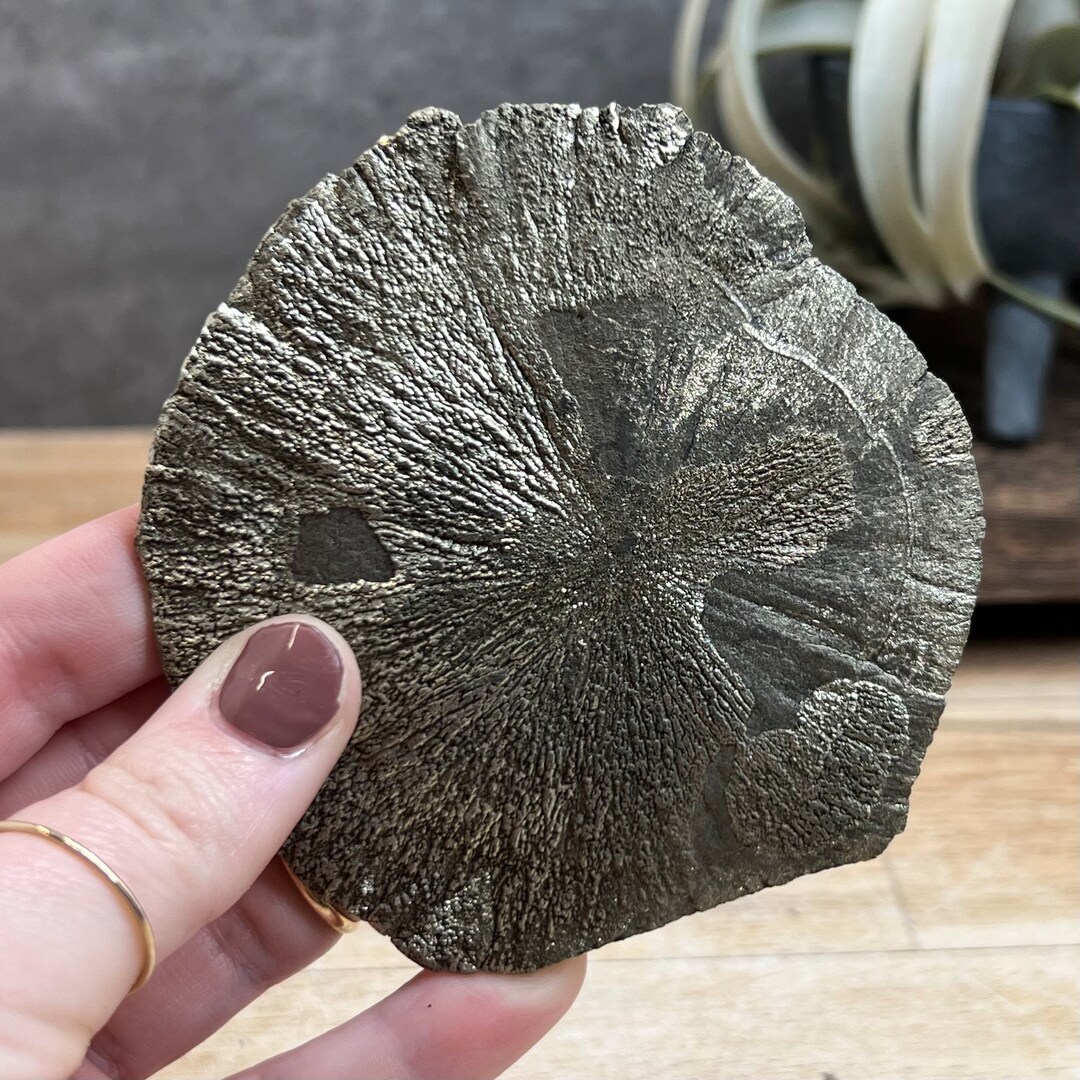 Illinois Pyrite Sun Pyrite Mineral Specimen Minors Dollar Crystal ...