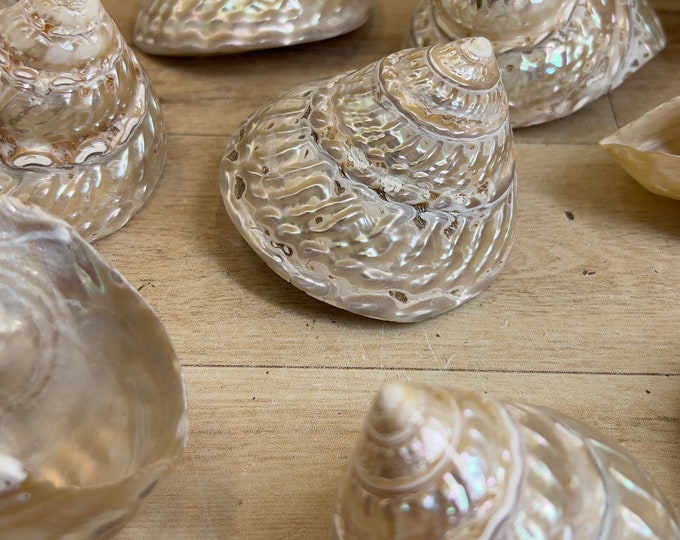 Astraea Turbanicum Pearlescent Wavy Turban Shell | Real Polished Mother ...