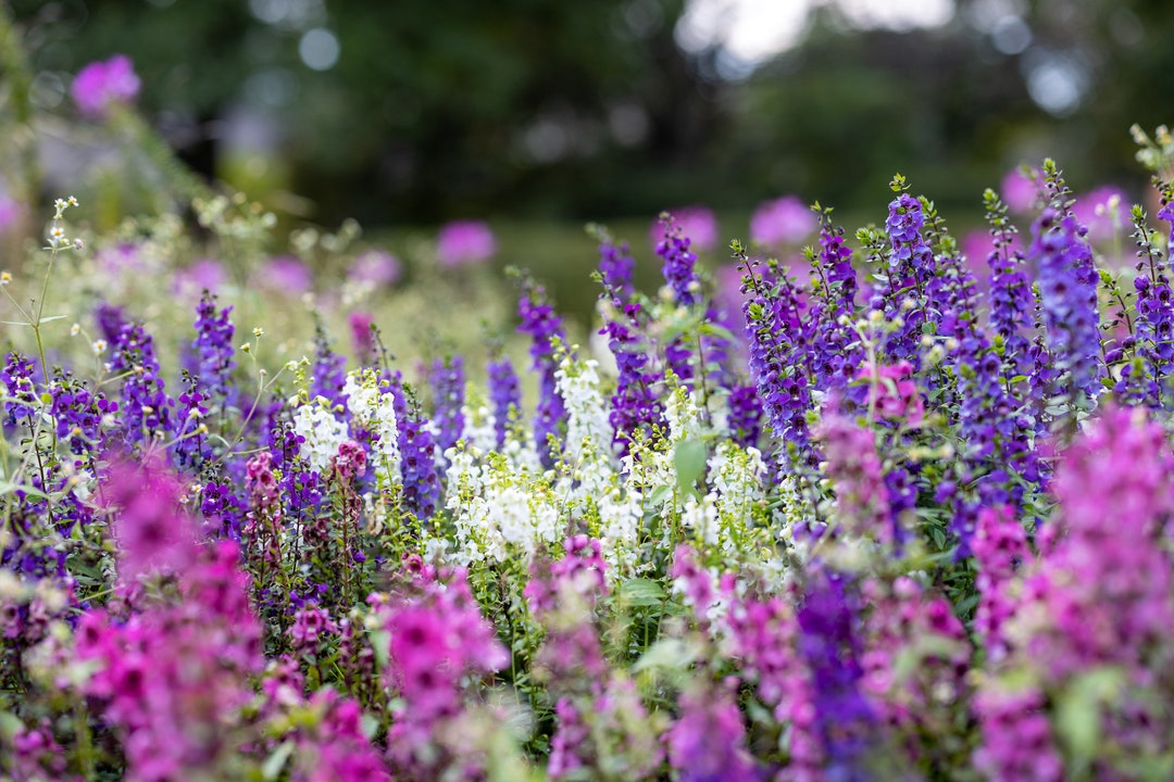 Beautiful Pink and Purple Spring Flowers Matte Photo Print Poster - Etsy
