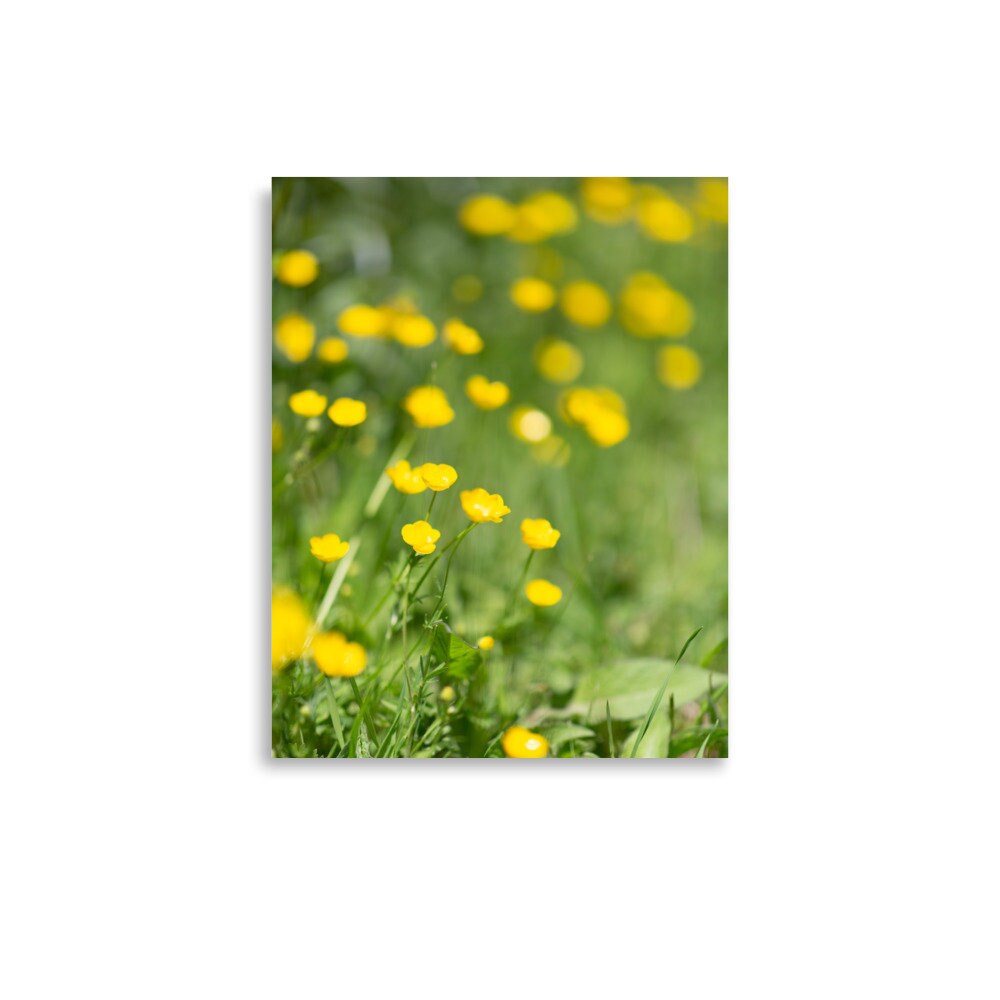 Dreamy Yellow Buttercup Matte Photo Print Poster - Etsy