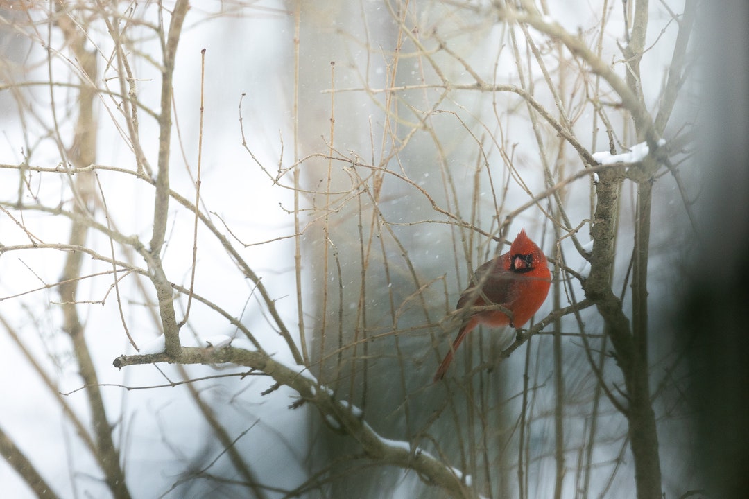 Winter Red Cardinal Bird Photo Digital Download Desktop Wallpaper ...