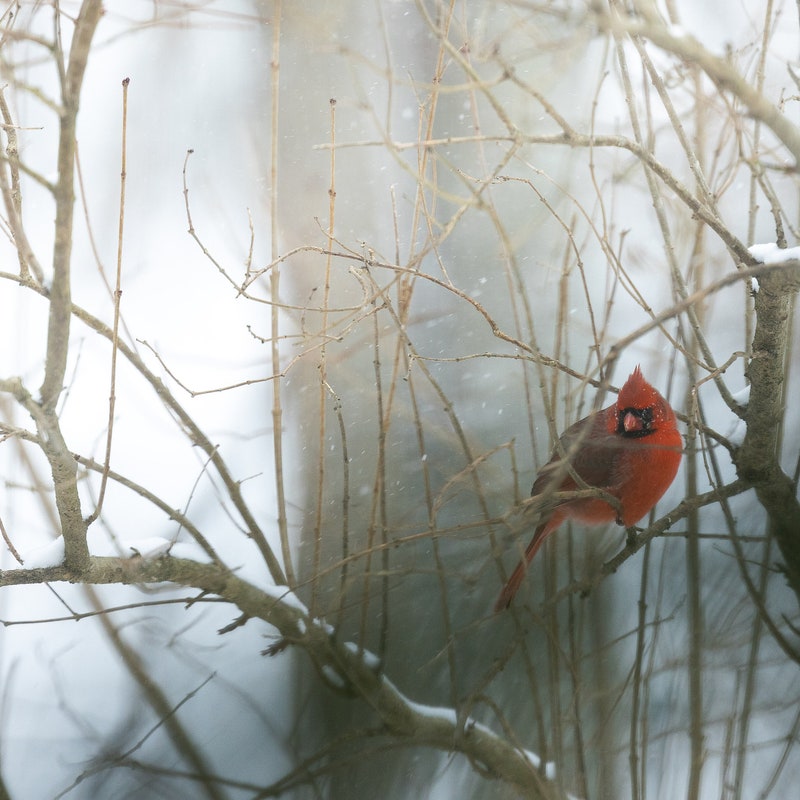 Cardinal Wallpaper - Etsy