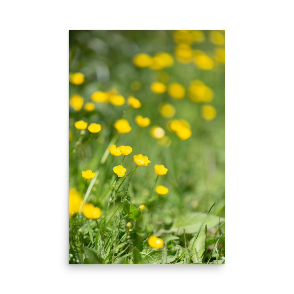 Dreamy Yellow Buttercup Matte Photo Print Poster - Etsy