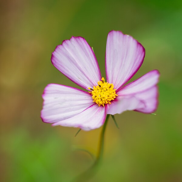 Cosmo Flower Wallpaper - Etsy