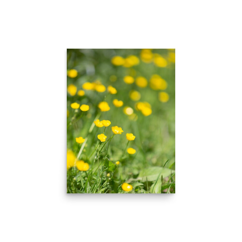 Dreamy Yellow Buttercup Matte Photo Print Poster - Etsy