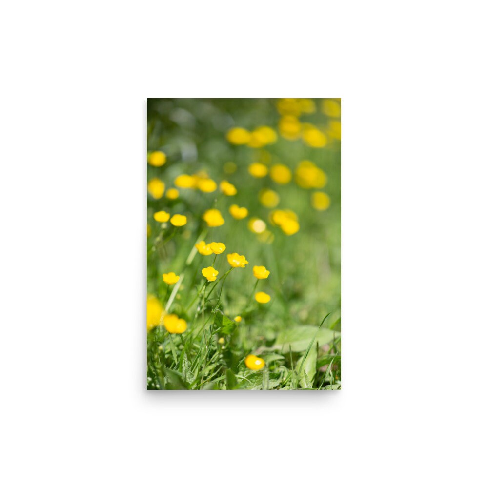 Dreamy Yellow Buttercup Matte Photo Print Poster - Etsy