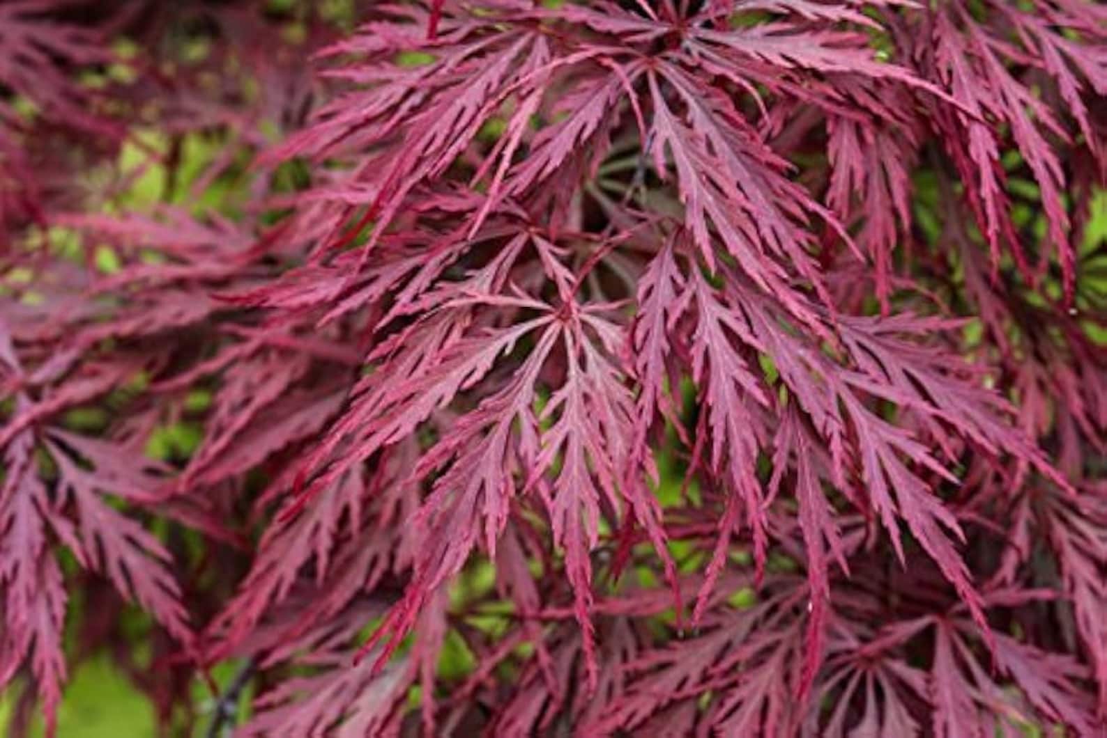 X12 Japanese Maple Seeds! RED LACELEAF - Etsy