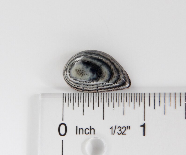 Fossilized Fish Skull Ring, Upper Palate, Sterling Silver Bezel Setting ...